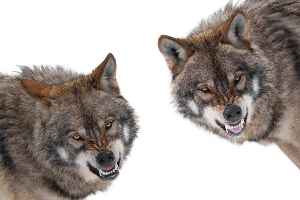 Prehistoric Wolf Sisters Discovered – 14,000 Years Old! | Straight ...