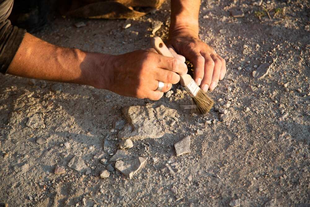 CATASTROPHIC Extinction Secrets Finally REVEALED | Straight Shooter News