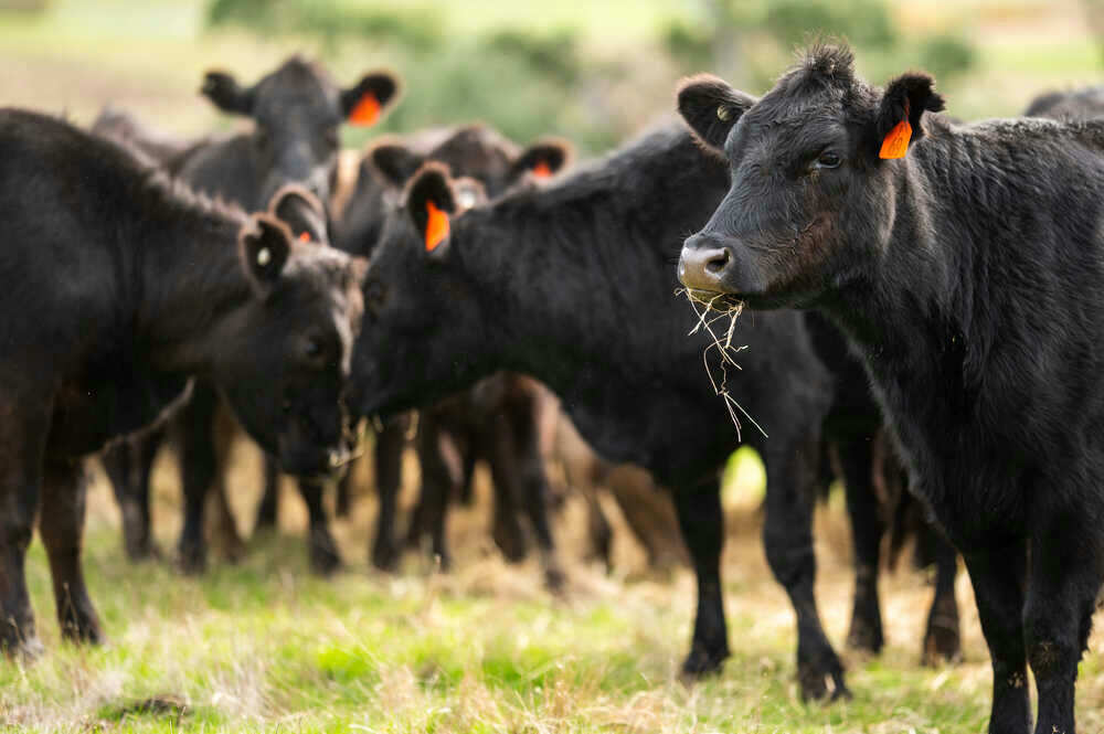 Cattle Crisis! 1951 Herd Levels Spark Panic | Straight Shooter News