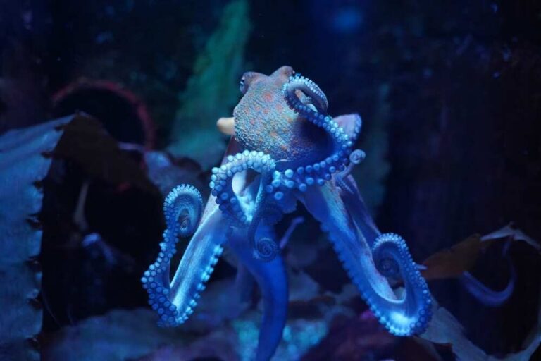 Electric-Blue Octopus Shocks Natural History | Straight Shooter News